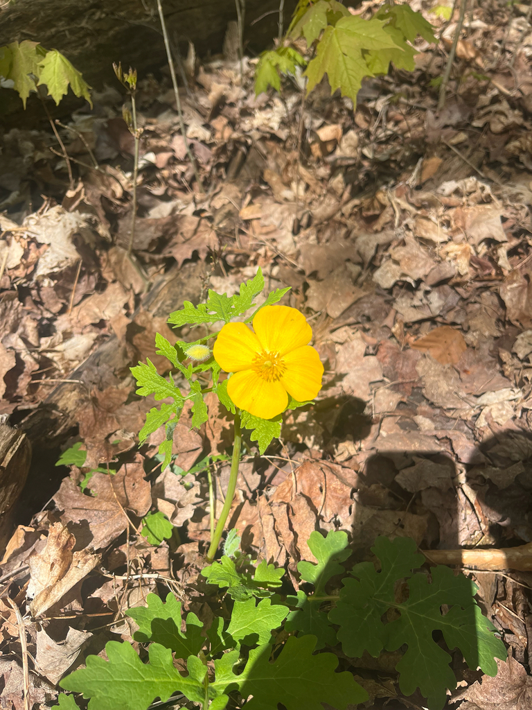 Celandine Poppy from Wilmot, ON, CA on May 10, 2025 at 11:02 AM by ...