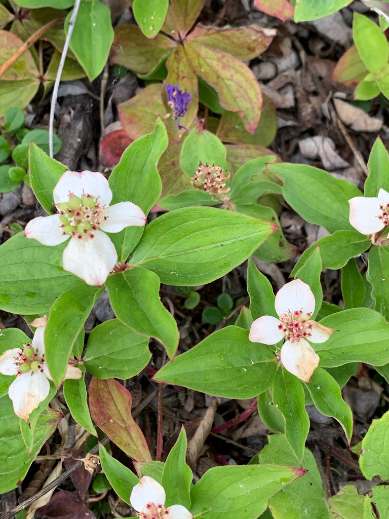 Canadian bunchberry from Stikine Region, BC, Canada on July 14, 2019 at ...