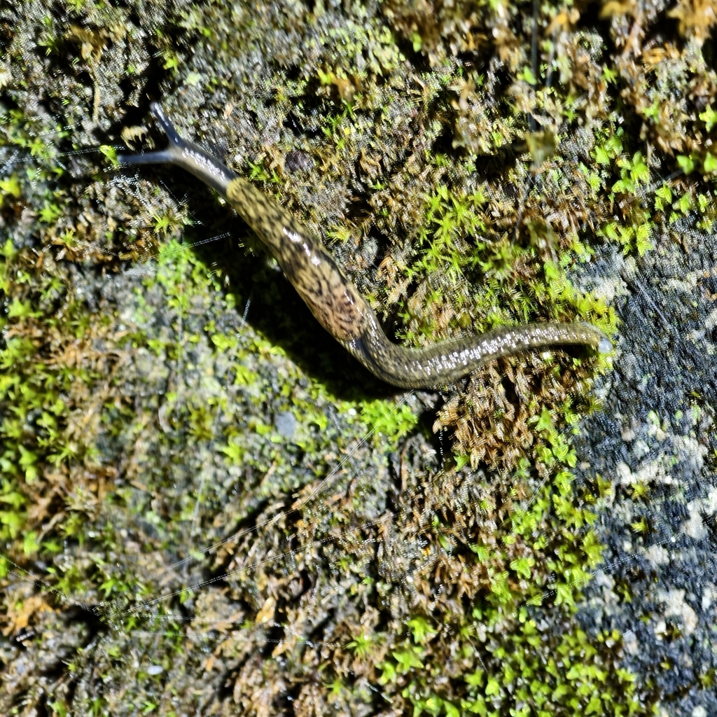 Helicarionidae from Nantou, TW-TA, TW on May 12, 2025 at 08:35 PM by 歐陽秀華 · iNaturalist