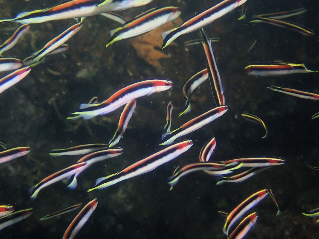 Eastern Hulafish from Sydney NSW, Australia on November 27, 2024 at 11: ...