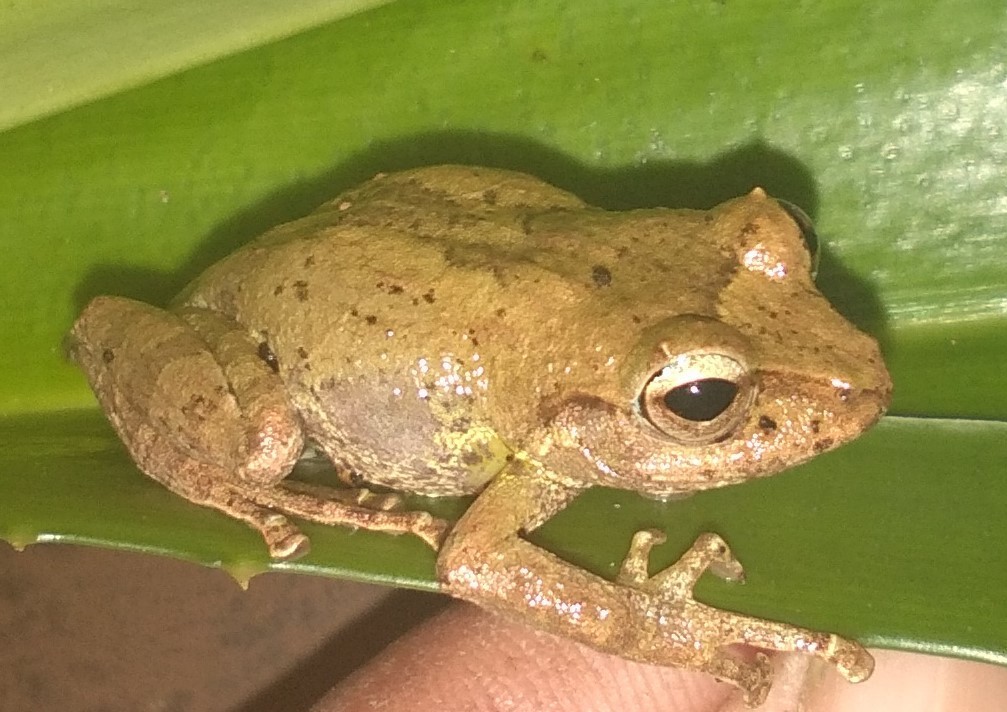 Negros Forest Frog in April 2019 by Abner Bucol · iNaturalist