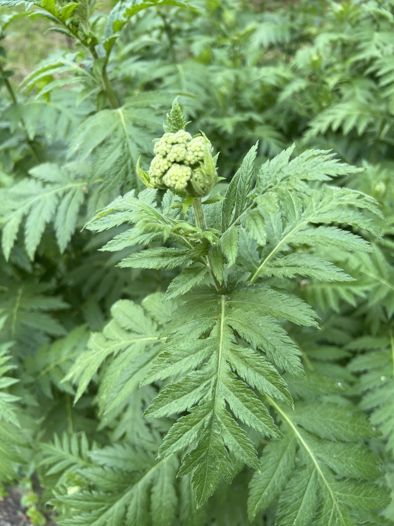 Rayed Tansy from al Jana Kochanowskiego, Wrocław, Dolnośląskie, PL on ...
