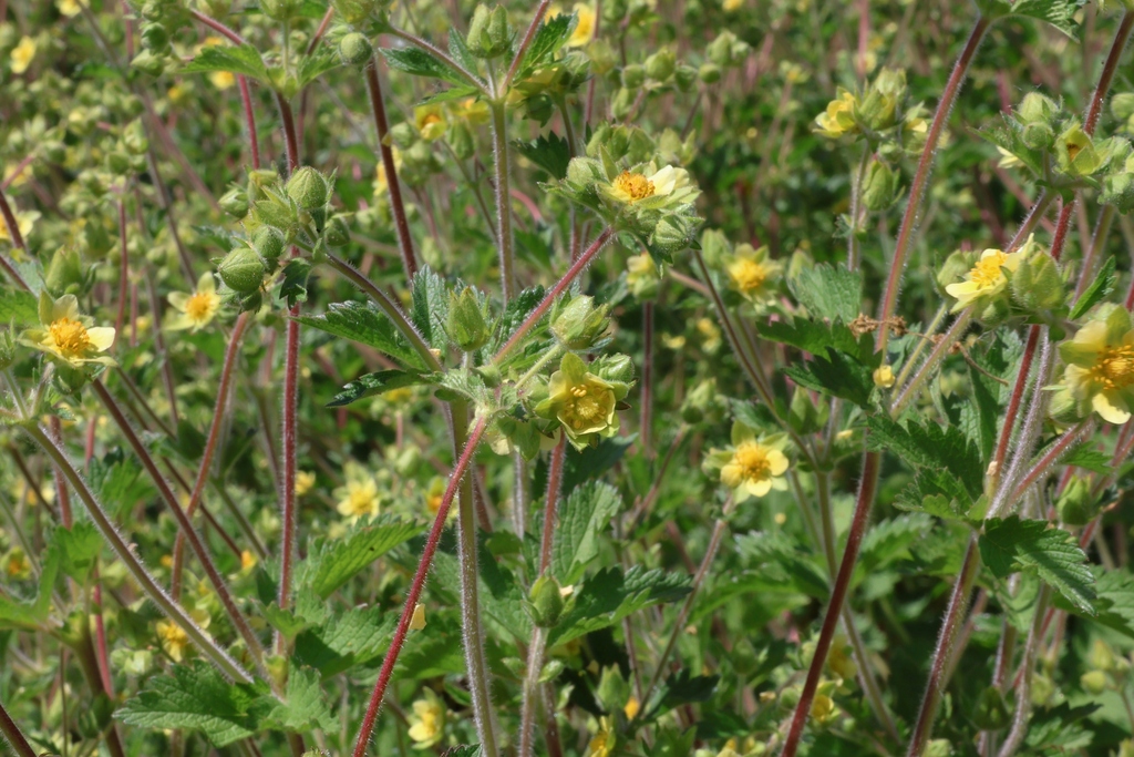 sticky cinquefoil from FBP Native Plant Nursery 34639 Frank Parrish Rd, Eugene, OR 97405, United ...