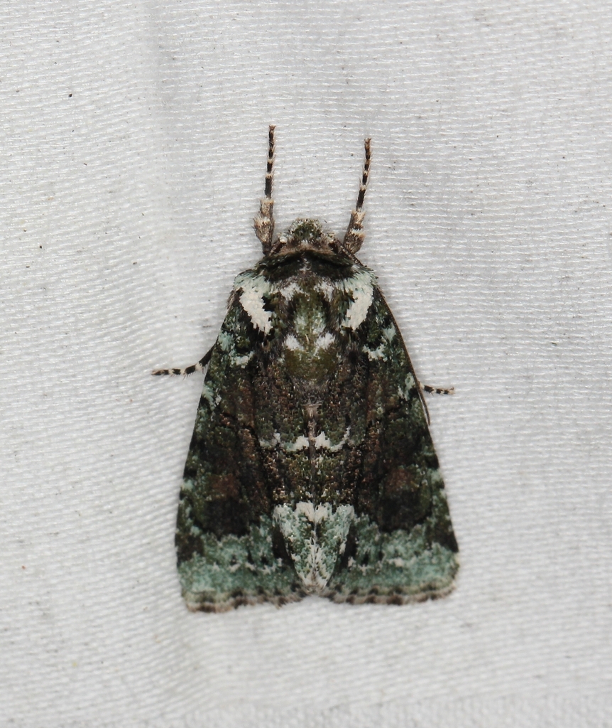 Explicit Arches from Browns Mills, Pemberton Township, NJ 08015, USA on May 11, 2025 at 10:56 AM ...