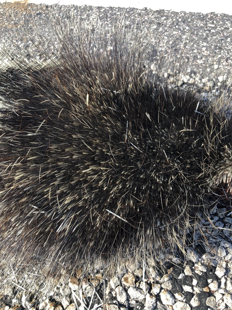 North American Porcupine from Mineral Wells Hwy, Weatherford, TX, US on ...