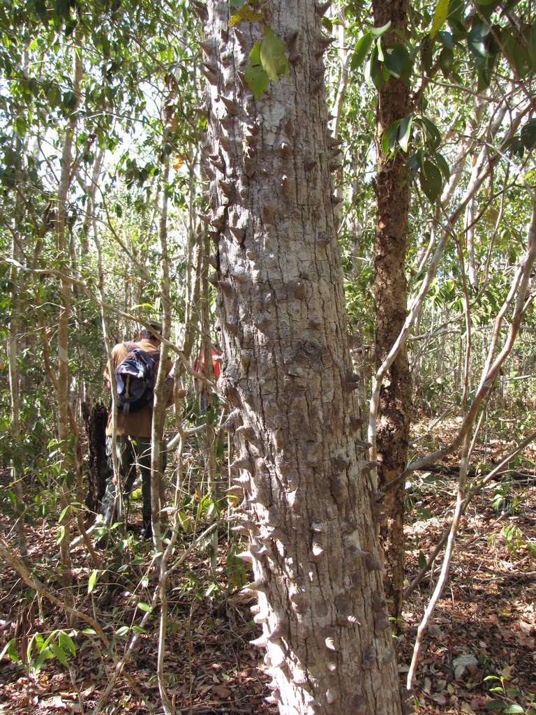 Ceiba schottii from Shipstern Reserve, Corozal District, Belize on ...
