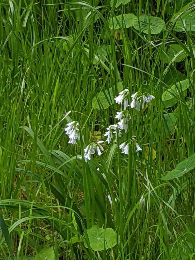 Three-cornered garlic from Moss Beach, CA, USA on May 2, 2025 at 09:06 ...