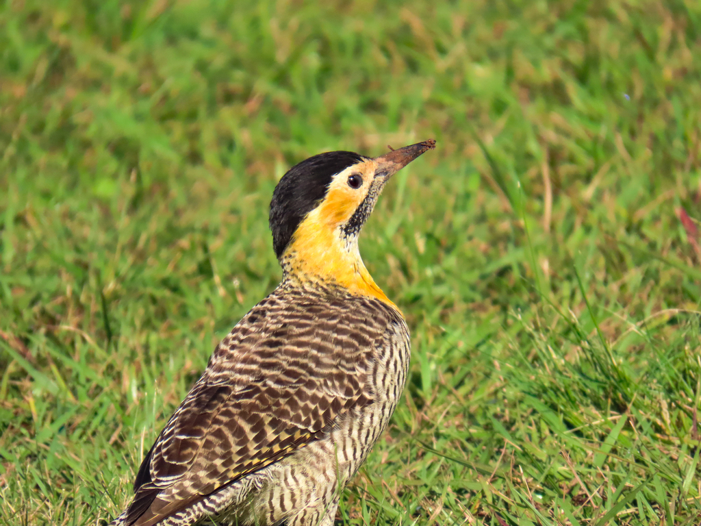 Campo Flicker from Santa Maria, RS, Brasil on May 12, 2025 at 09:47 AM ...