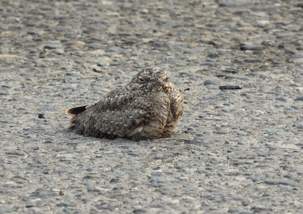 Common Nighthawk from 30830 Puerto Madero, Chis., México on May 10 ...