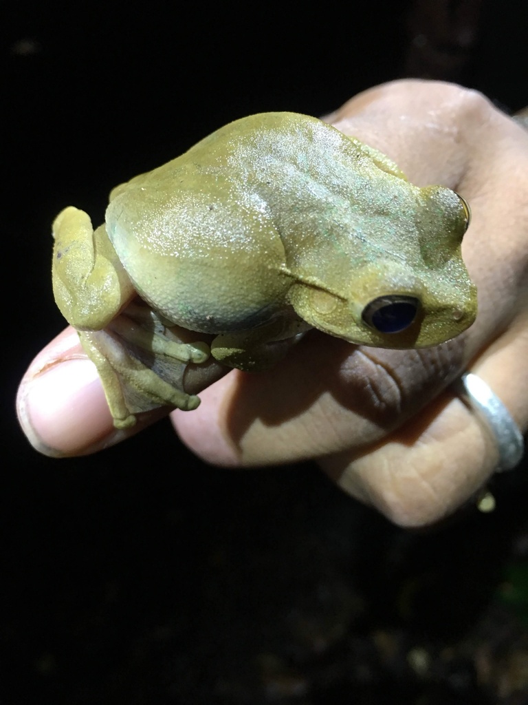 Hyline Tree Frogs from Darien, PA on August 1, 2018 at 09:46 PM by ...