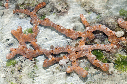 Clathria reinwardti · iNaturalist United Kingdom