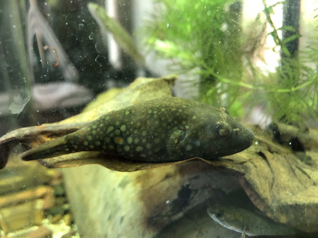 Pao pufferfish (Pao) - Marine Life Identification