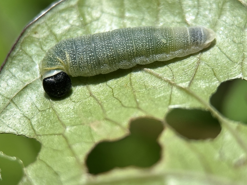 White-banded Flat from 浙北大峡谷景区, 湖州市, 浙江省, CN on May 12, 2025 at 01:03 ...