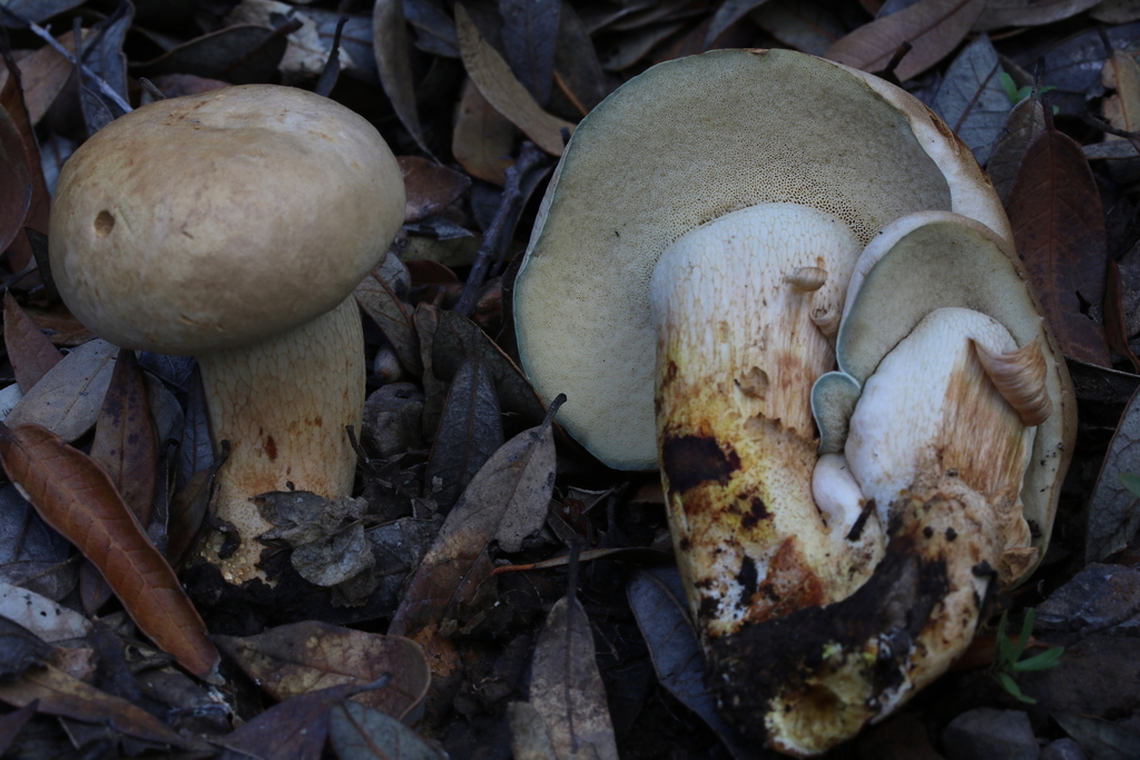 Retiboletus from Sierra Vista Southeast, AZ, USA on August 26, 2018 at ...
