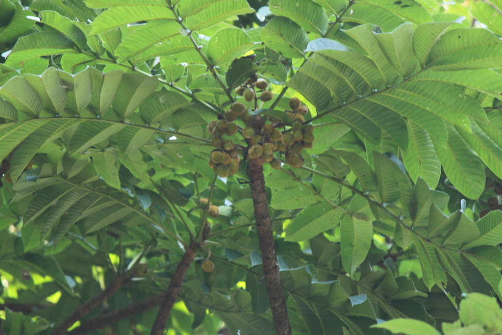 dao (Dracontomelon dao) - Botanical Realm