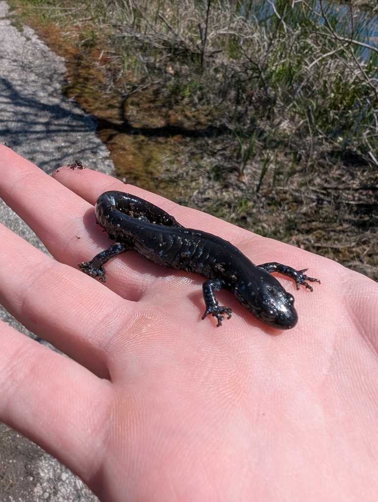 Blue-spotted Salamander in May 2025 by Dennis Warwick · iNaturalist