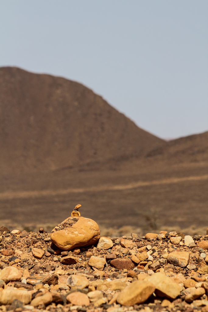 Moroccan Spiny-tailed Lizard from Assa-Zag, Maroc on May 17, 2019 at 08 ...