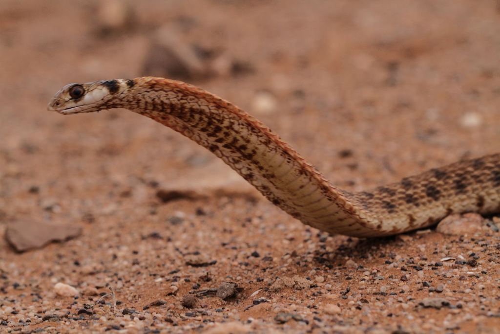 Moila Snake from Province de Guelmim, Maroc on May 19, 2019 at 08:37 AM ...