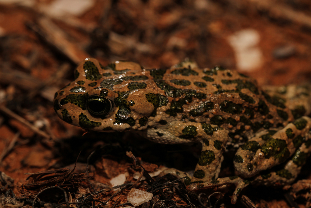 Brongersma's Toad in May 2019 by Alex Ville · iNaturalist