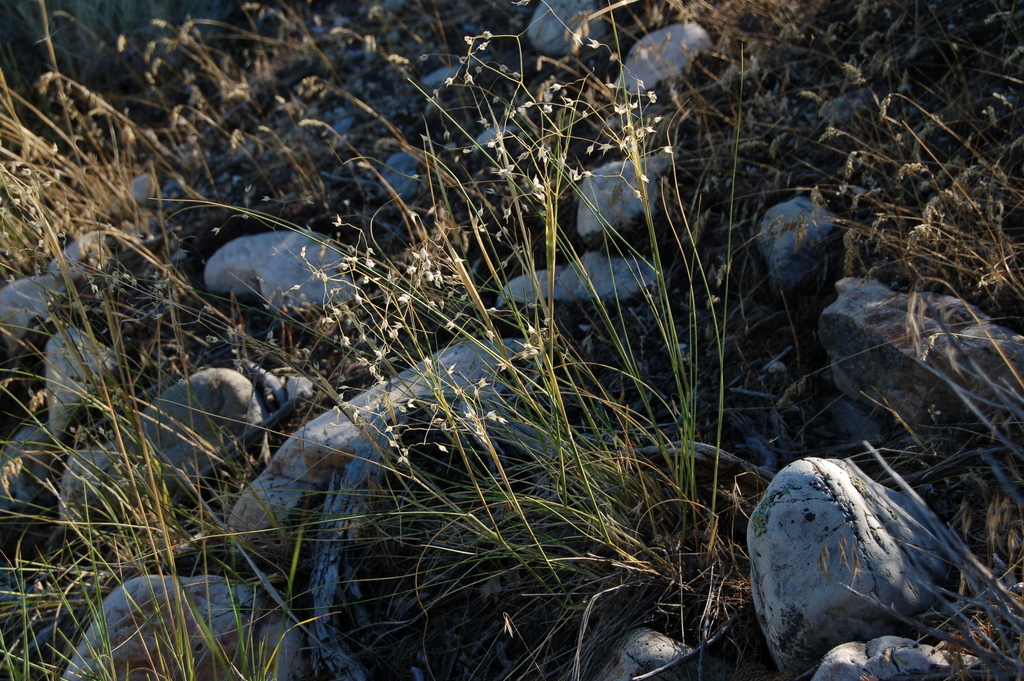 Sand Ricegrass (Plants of Rosewood Nature Study Area) · iNaturalist