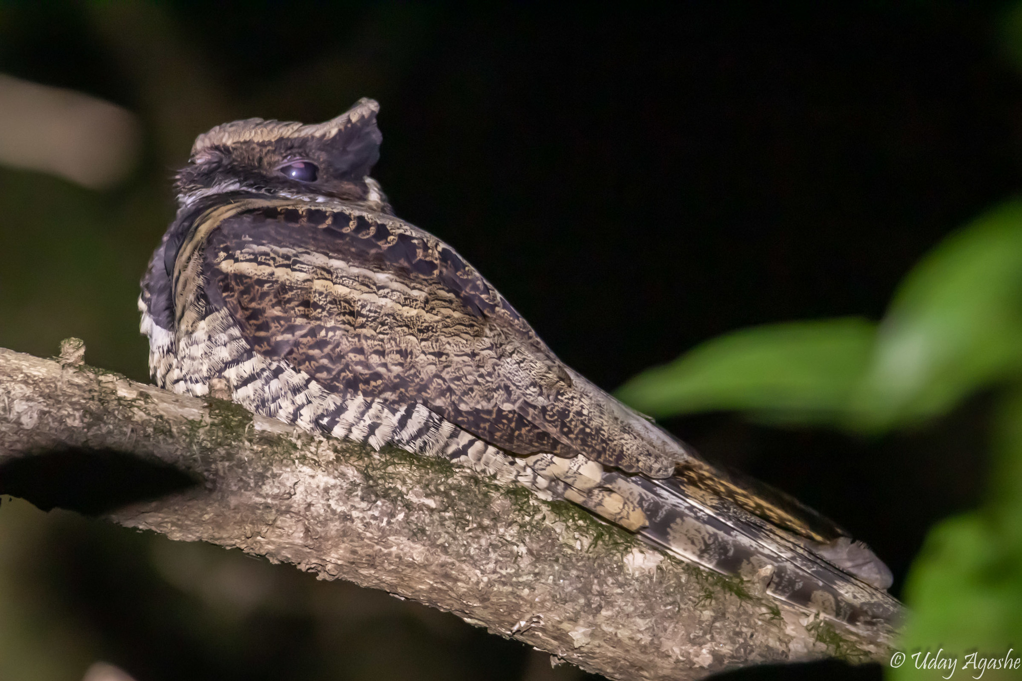“The Great-Eared Nightjar: Discover the Mystical Bird with a Dragon’s ...