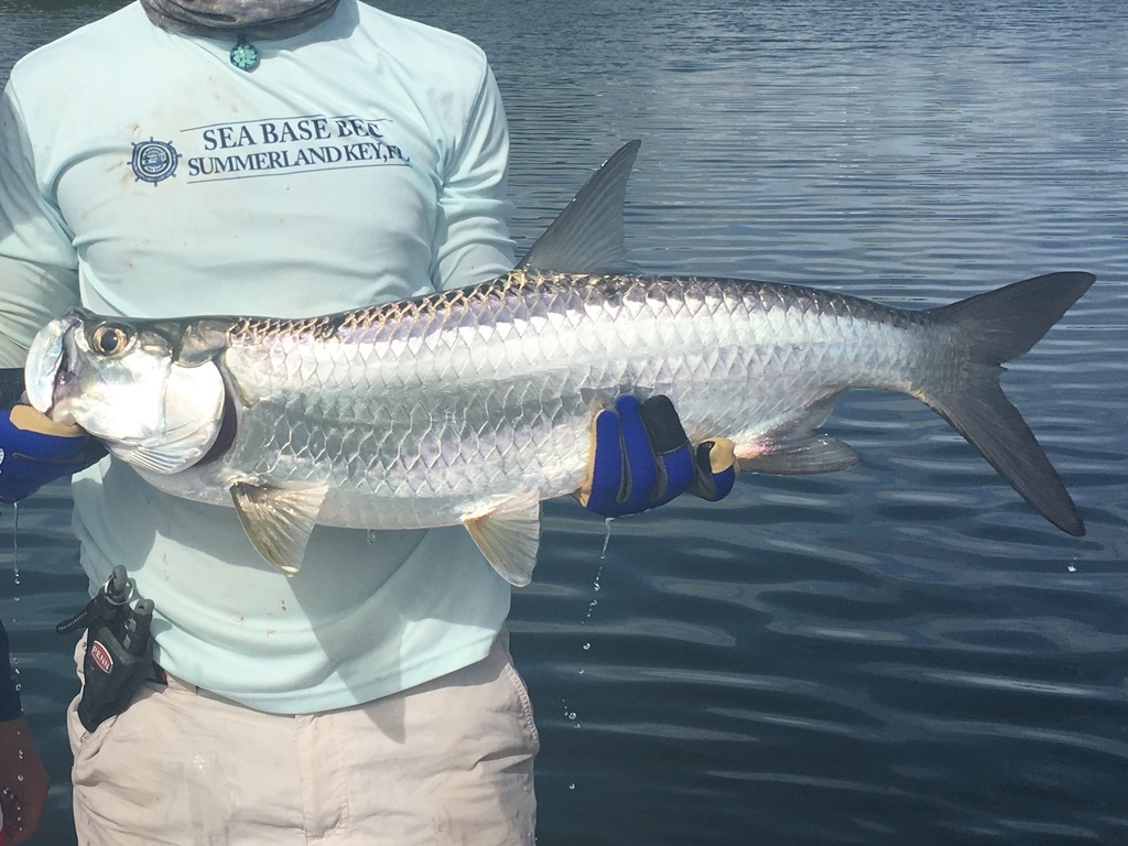 Atlantic Tarpon (Megalops atlanticus) - Marine Life Identification