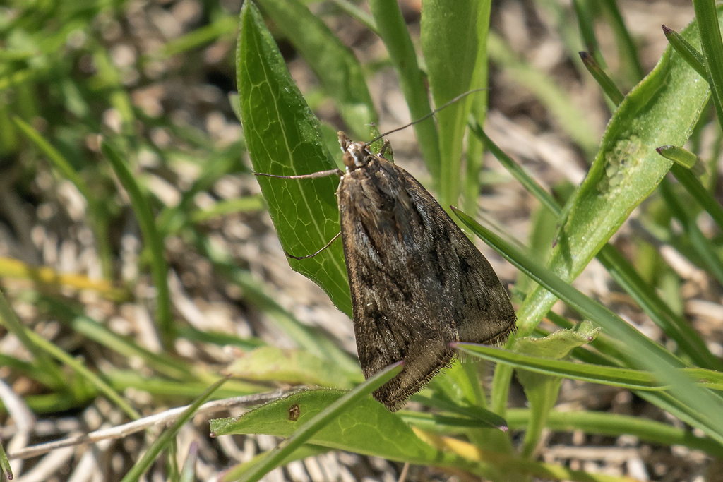 Alfalfa Webworm Moth from Brice Prairie, WI 54650, USA on May 12, 2025 ...