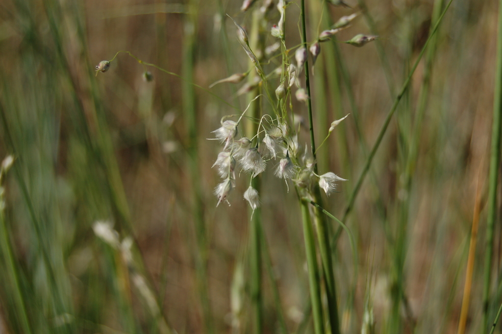 Sand Ricegrass (Plants of Rosewood Nature Study Area) · iNaturalist
