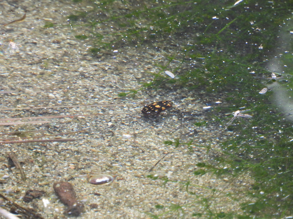 Sunburst Diving Beetle from Riverside County, CA, USA on May 12, 2025 ...