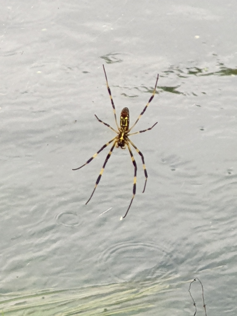 Joro Spider from Hotaka, Azumino, Nagano 399-8303, Japan on September ...