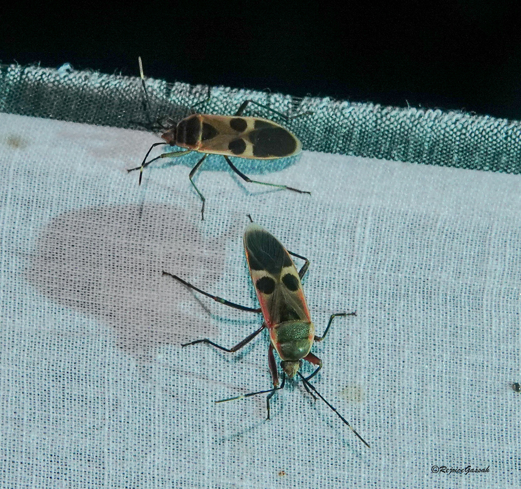 Physopelta gutta from Karimganj, Assam, India on August 30, 2019 at 09: ...