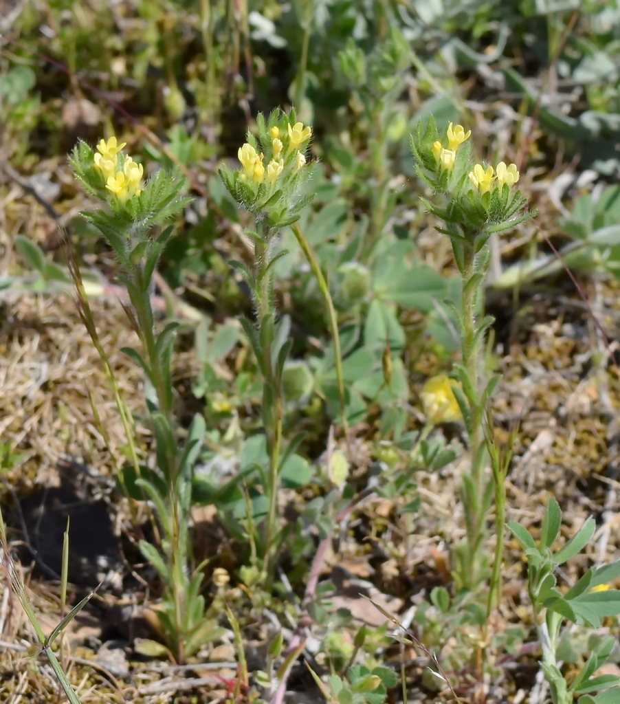 Yellow Gromwell from город Судак on April 28, 2025 at 10:30 AM by Вадим ...
