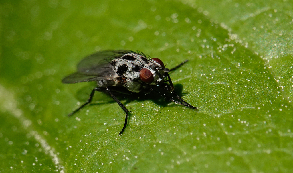 Anthomyia procellaris from Blake - Jones, Toronto, ON, Canada on May 11 ...