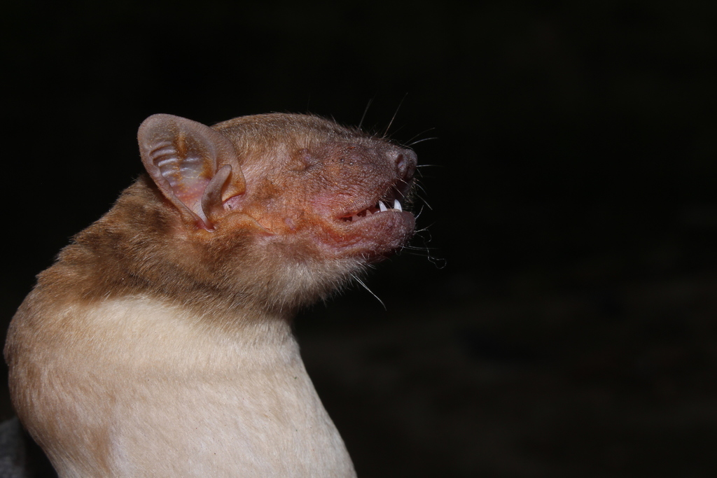 Lesser Asian Yellow Bat (Scotophilus kuhlii) - Know Your Mammals