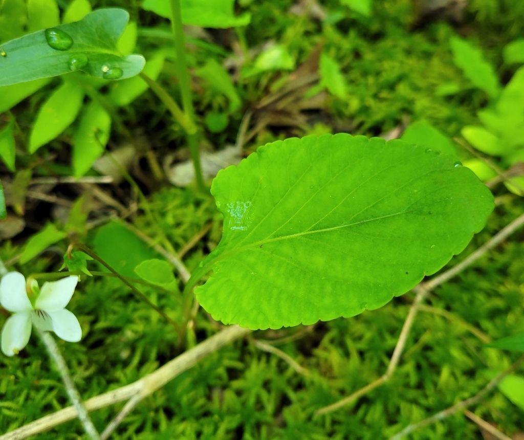 primrose-leaved violet from Snow Hill, MD 21863, USA on May 12, 2025 at ...