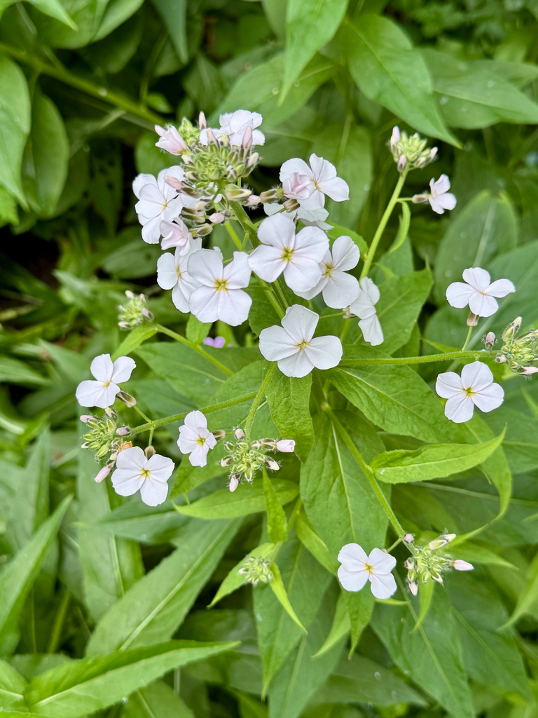 dame's rocket from 68 Ave, Surrey, BC, CA on May 12, 2025 at 10:46 AM ...