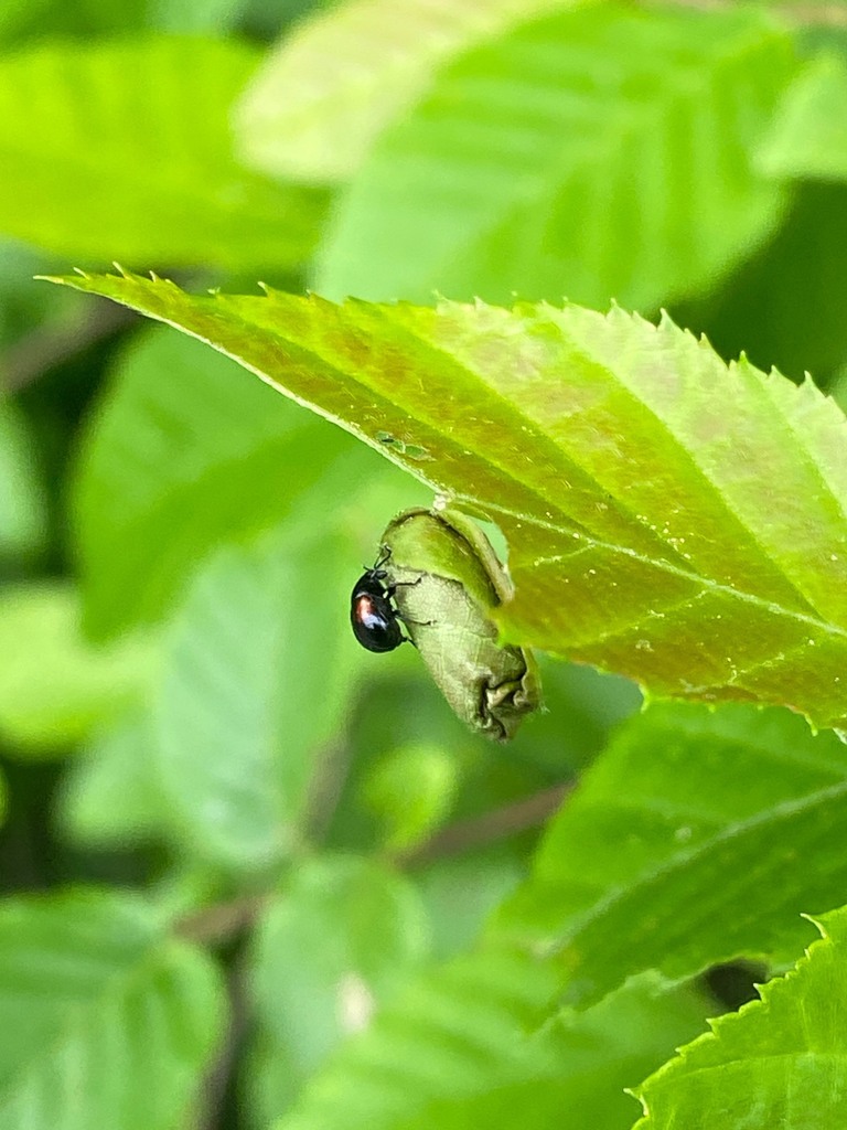 Red-shouldered Leaf Rolling Weevil from Over Easy Farm on May 12, 2025 ...