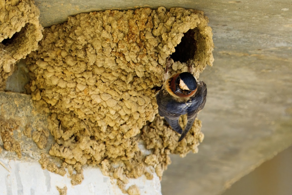 Cliff Swallow from South Baton Rouge, Baton Rouge, LA, USA on May 12 ...