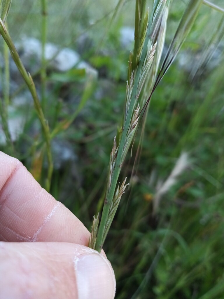 Mediterraean Rye-grass from Ansião, 3240, Portugal on May 11, 2025 at ...