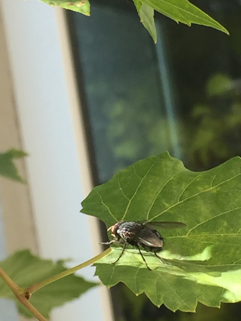 Bot Flies, Blow Flies, and Allies from Strada Libertății 13–16 ...