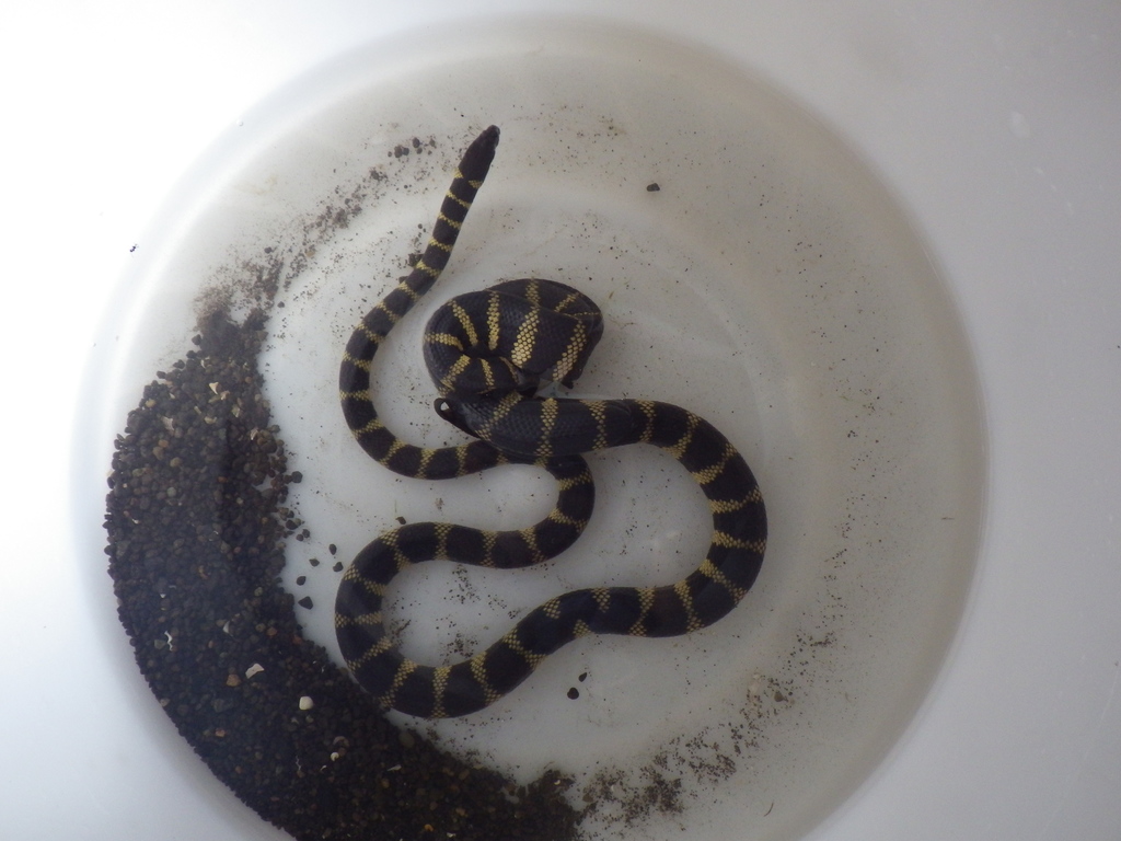 Lake Taal Snake (Hydrophis semperi) - Snakes and Lizards