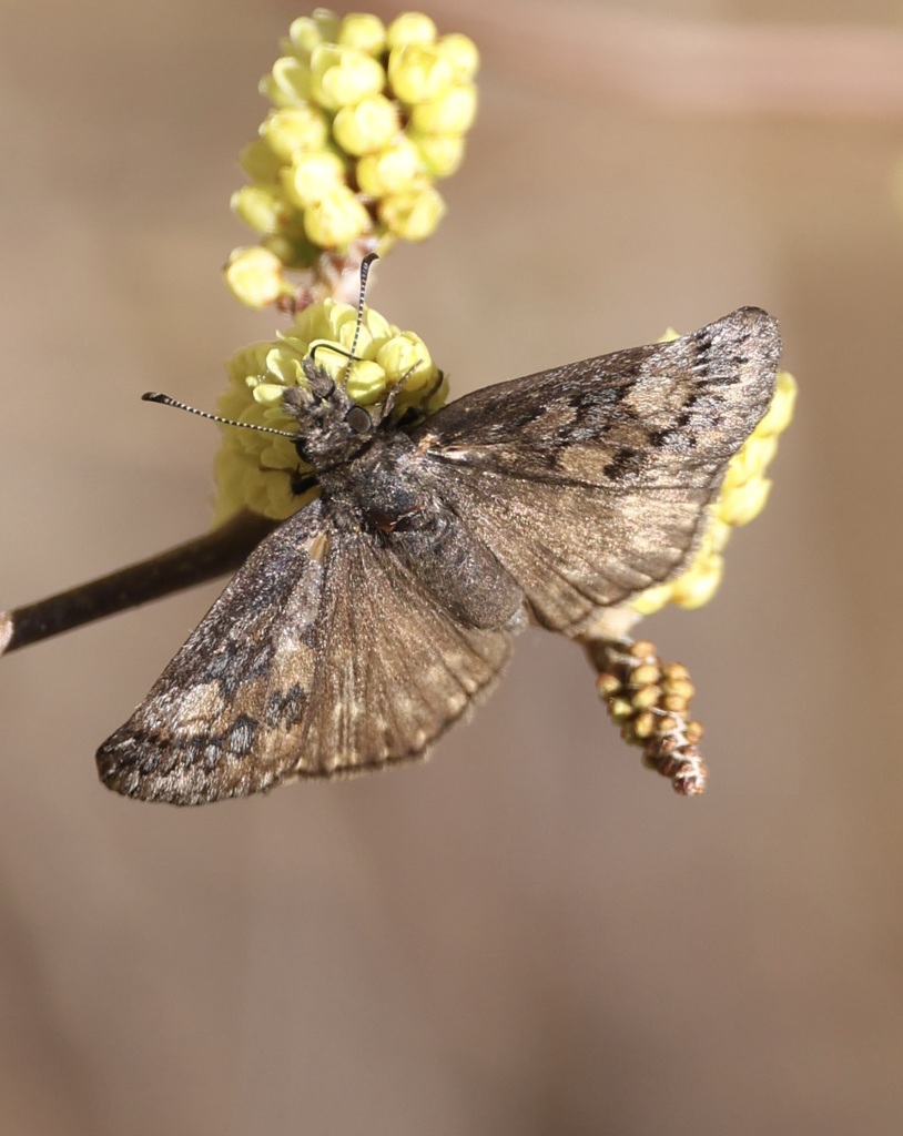 Sleepy Duskywing from Lambton County, ON, Canada on May 12, 2025 at 10: ...