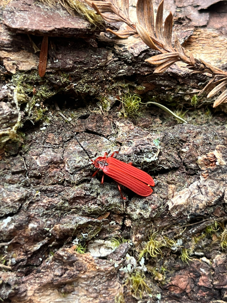 Red Net-winged Beetle from Mill Creek Trail, Crescent City, CA, US on ...