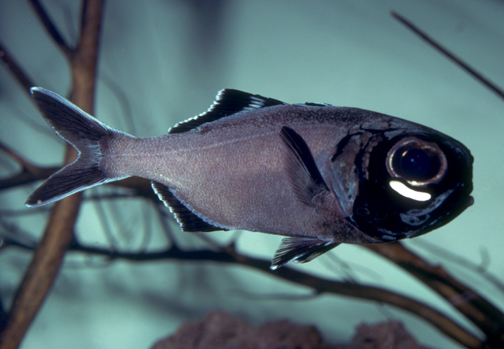 Lanterneye Fishes (Anomalopidae) - Marine Life Identification