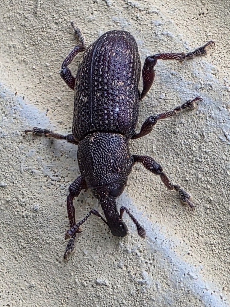 Pales Weevil from Barboursville, Albemarle County, VA, USA on May 12 ...