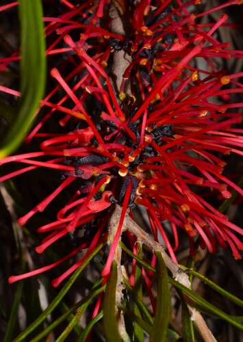 Variety Hakea orthorrhyncha orthorrhyncha · iNaturalist