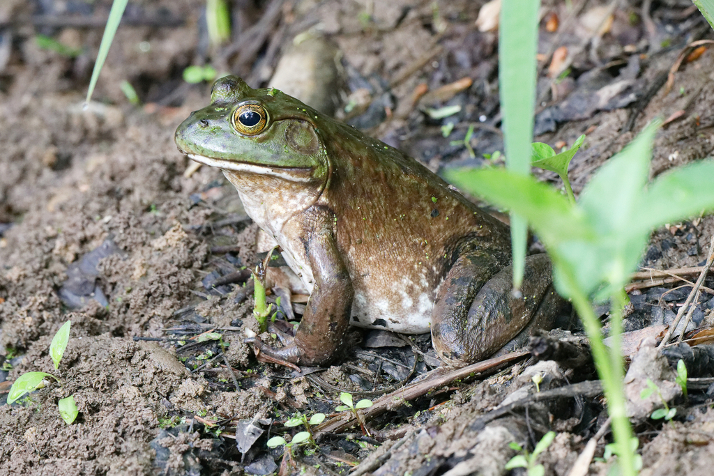 American Bullfrog from Churchville, PA, USA on May 8, 2025 at 08:25 AM ...