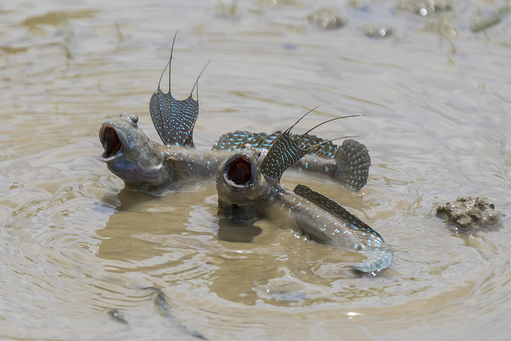 Blue-spotted Mudskippers (Boleophthalmus) - Marine Life Identification