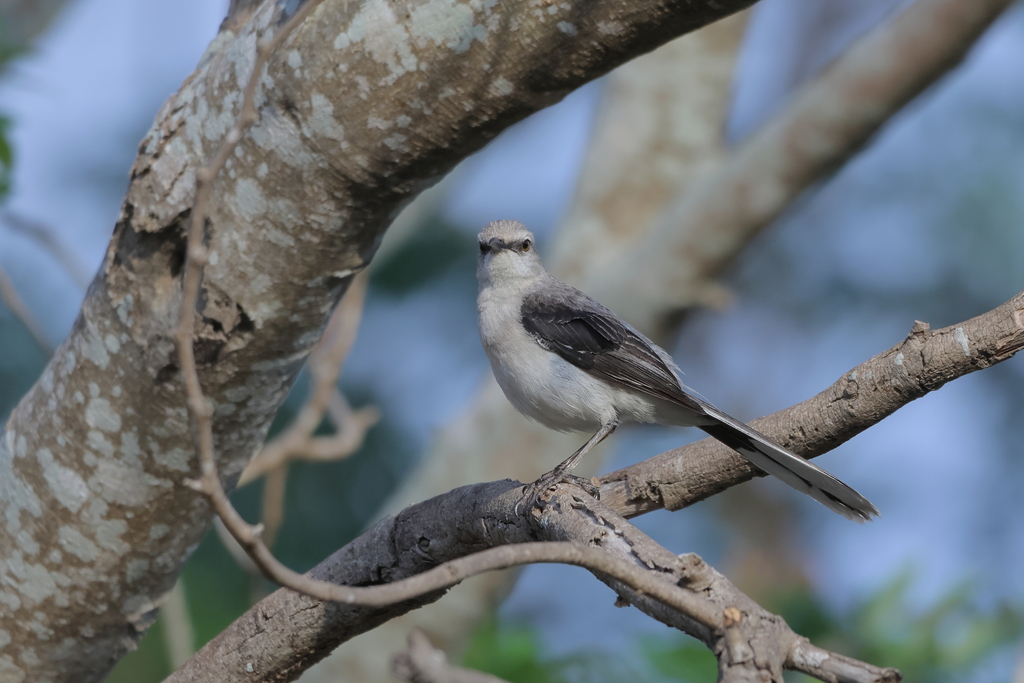 Tropical Mockingbird from San Antonio Kaua II, Mérida, Yuc., México on ...