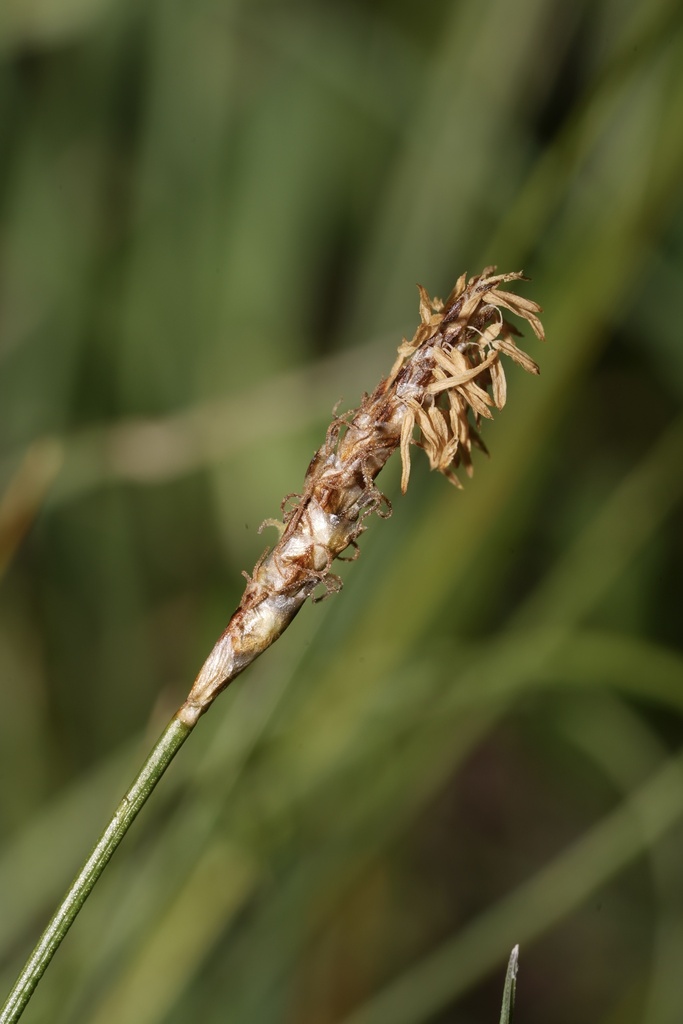 threadleaf sedge in May 2025 by Michael Stein · iNaturalist